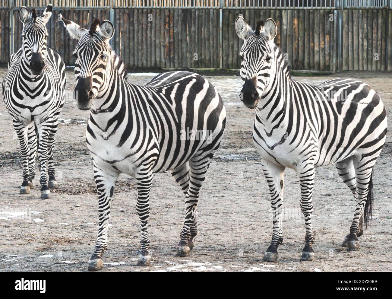 Zebras walk in nature zoo hi-res stock photography and images - Alamy