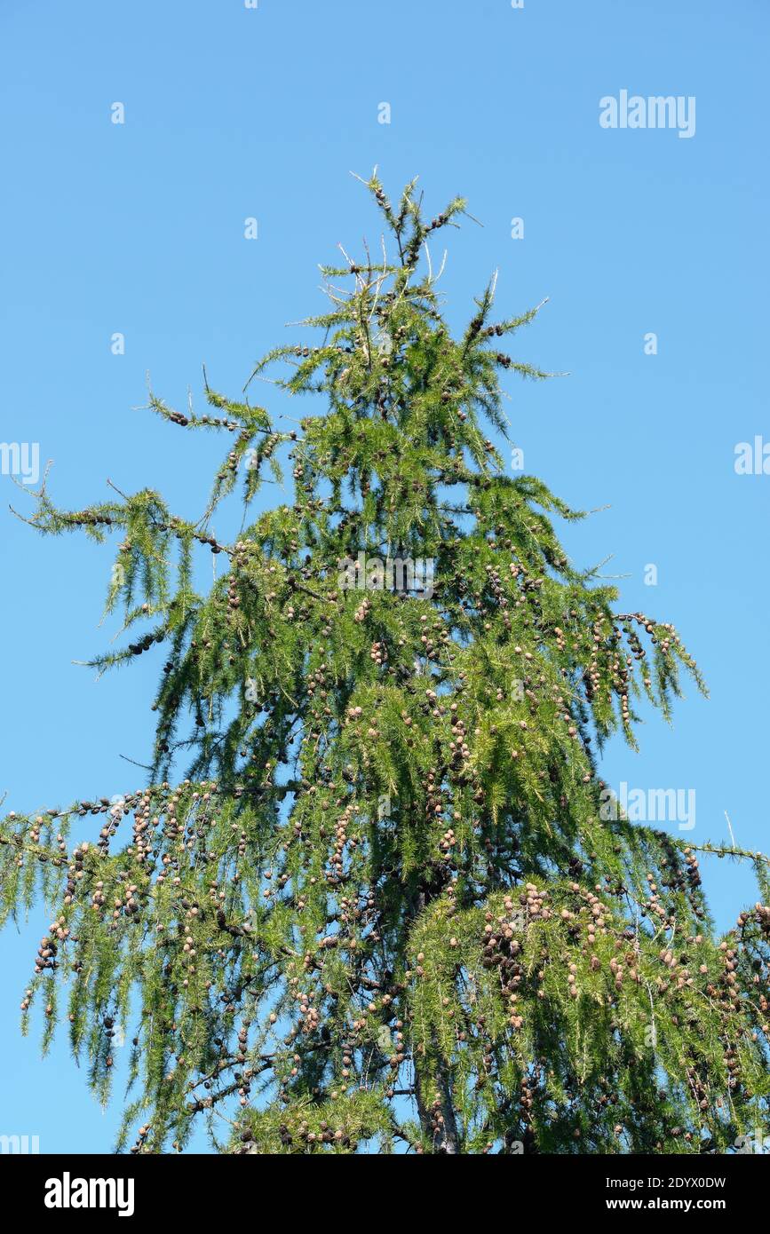 Fragment of European larch, or falling larch (lat.Lárix decídua) - a ...