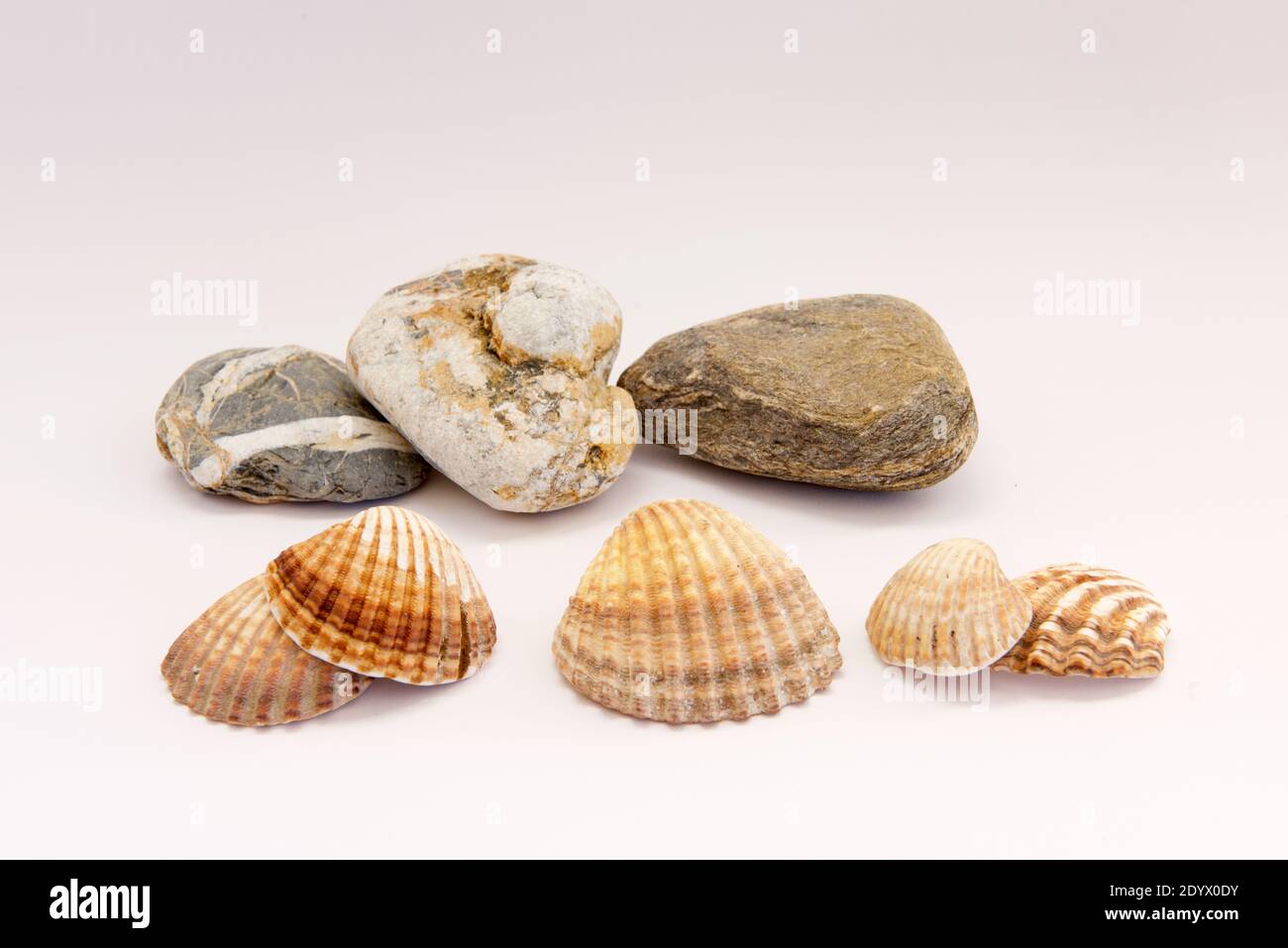 Sea Shells and Pebbles Stock Photo - Alamy