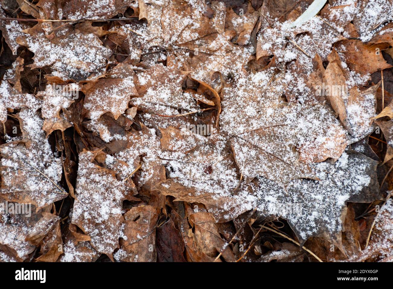 Temperature rain forest hi-res stock photography and images - Alamy