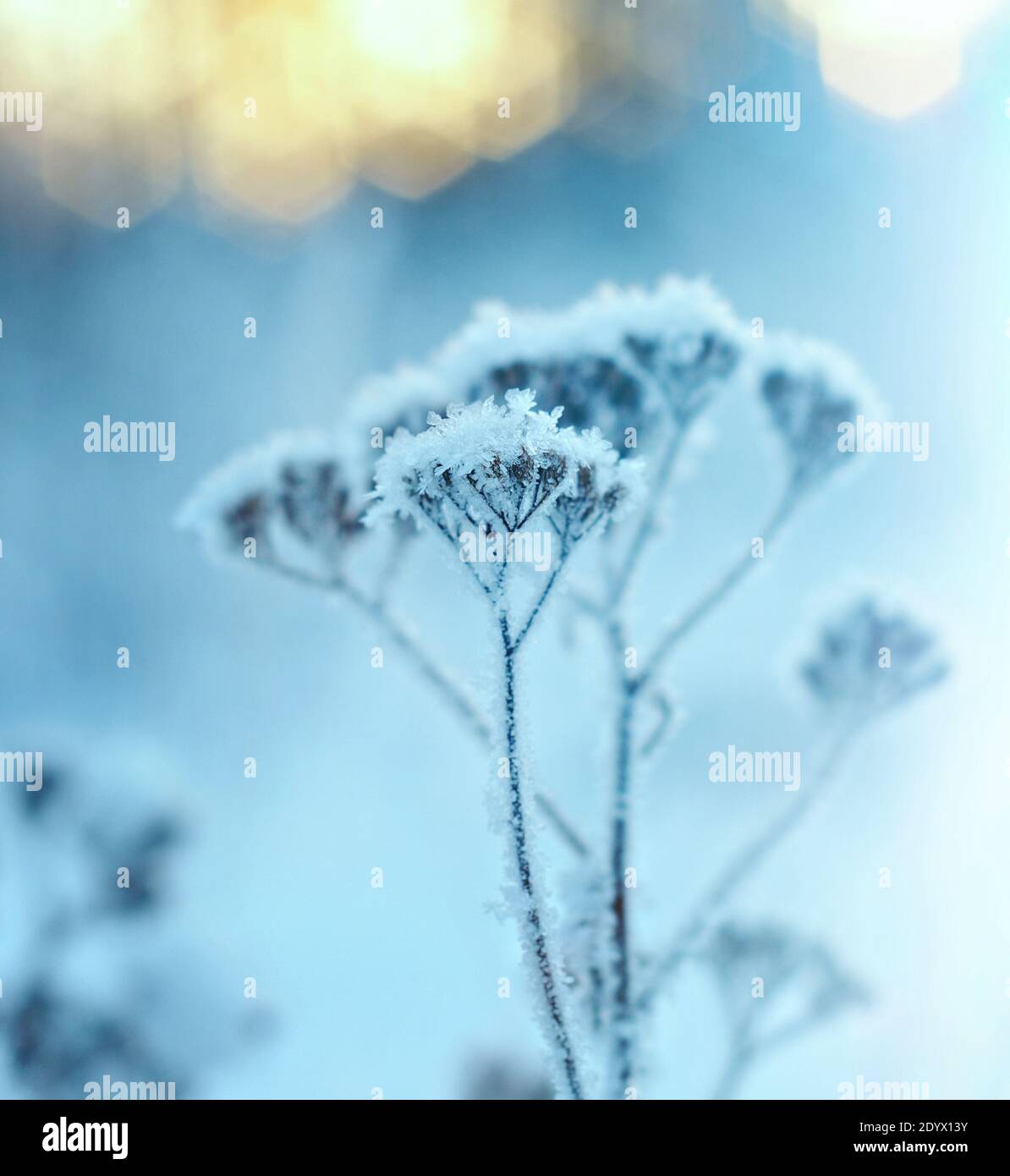Winter landscape.Winter scene .Frozenned flower Stock Photo - Alamy