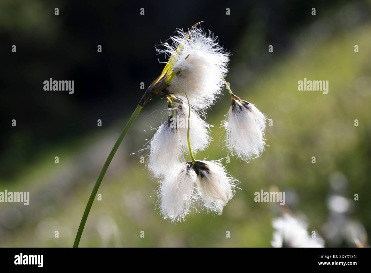 Schmalblättriges Wollgras, Wollgras, Wollgräser, Eriophorum ...