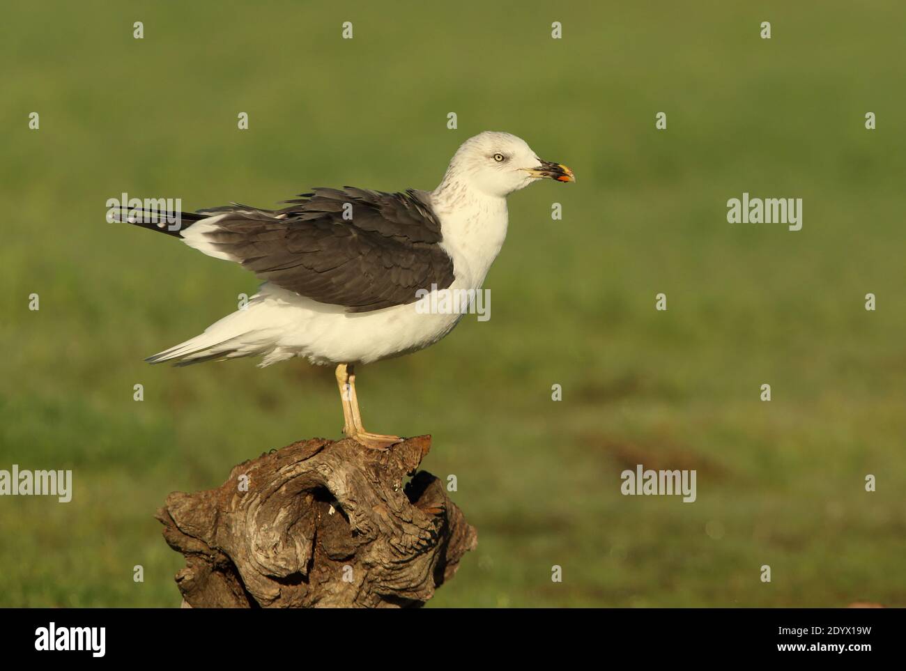 Yellow-legged gull flying with the first lights of day Stock Photo - Alamy