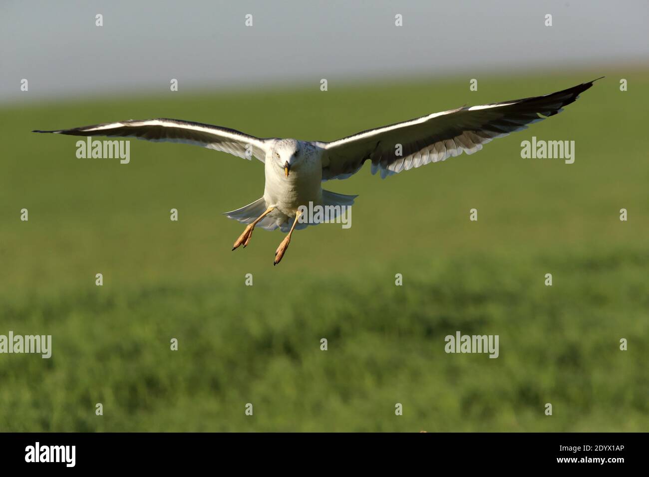 Yellow-legged gull flying with the first lights of day Stock Photo - Alamy