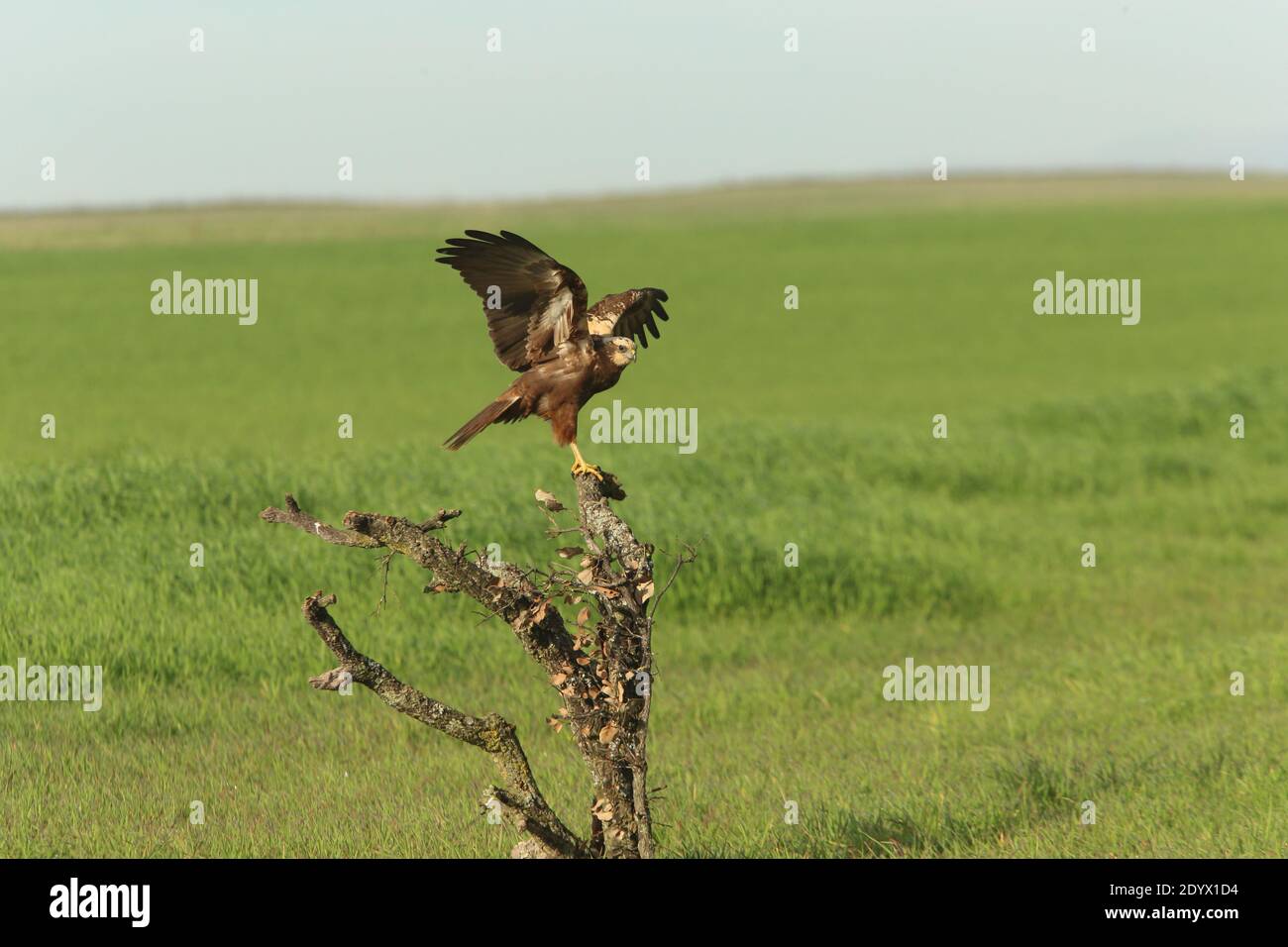 Female marsh harrier circus aeroginosus hi-res stock photography and ...