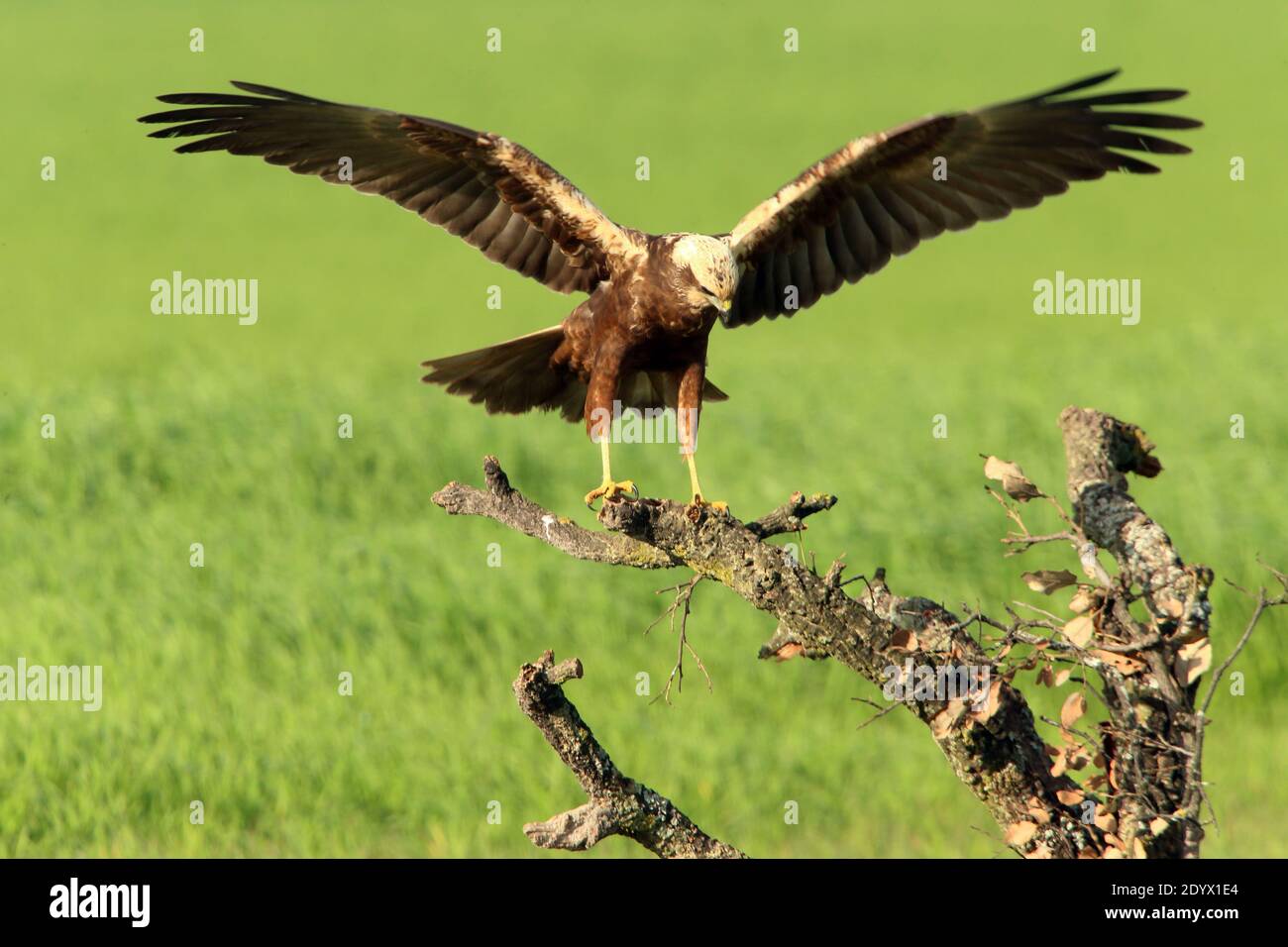 Female marsh harrier circus aeroginosus hi-res stock photography and ...
