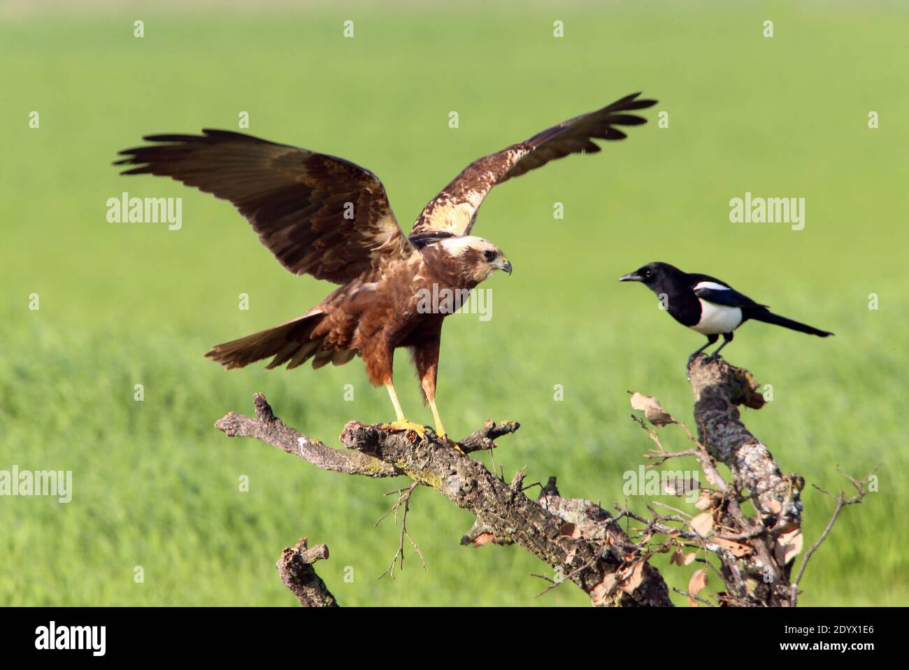 Female marsh harrier circus aeroginosus hi-res stock photography and ...