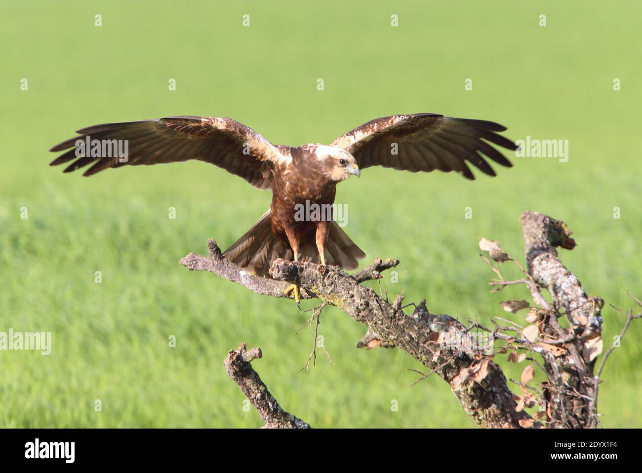 Adult female Western marsh harrier in the first light of day Stock ...