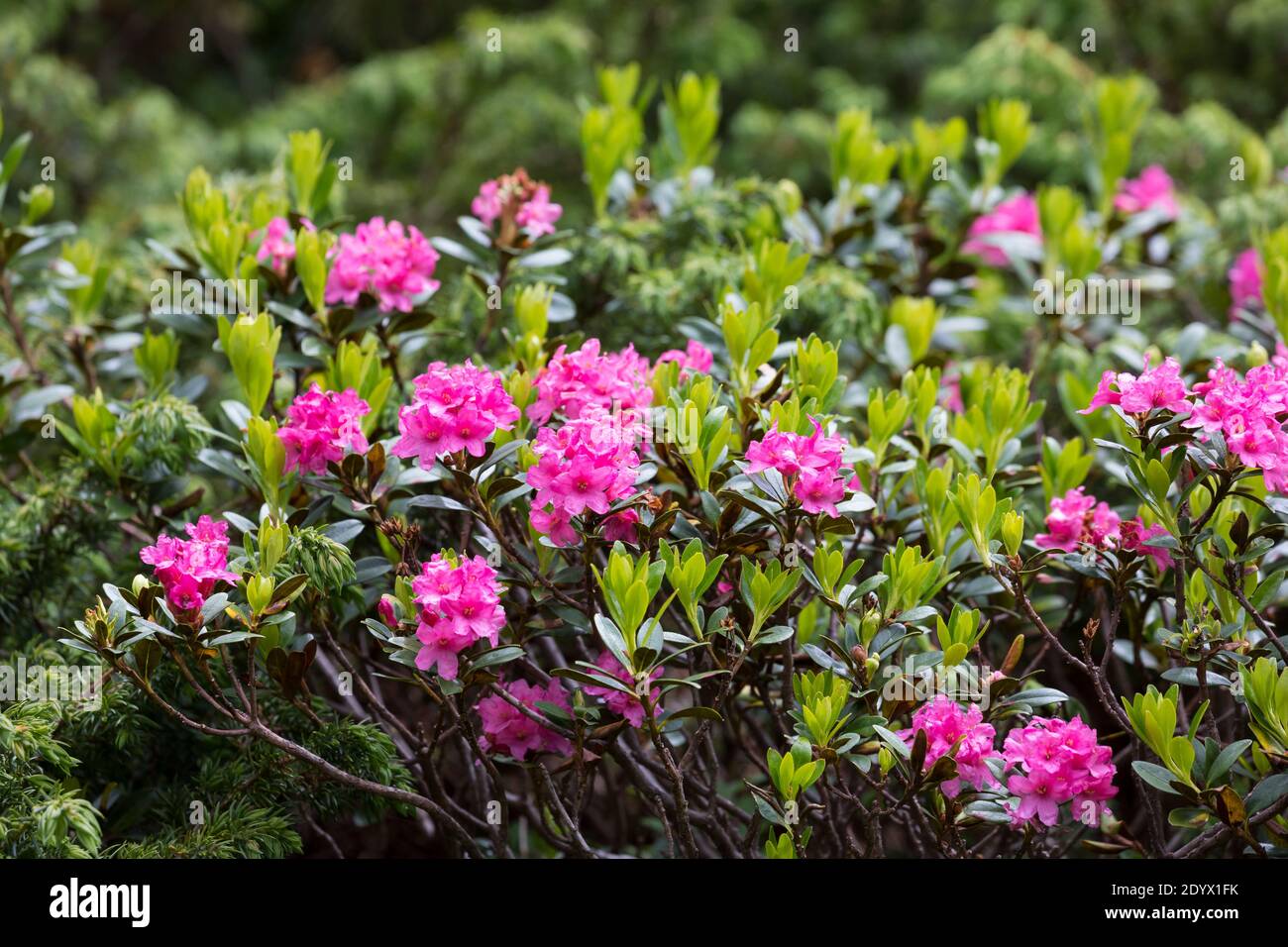 Rostblättrige Alpenrose, Rostrote Alpenrose, Alpenrose, Rostroter ...