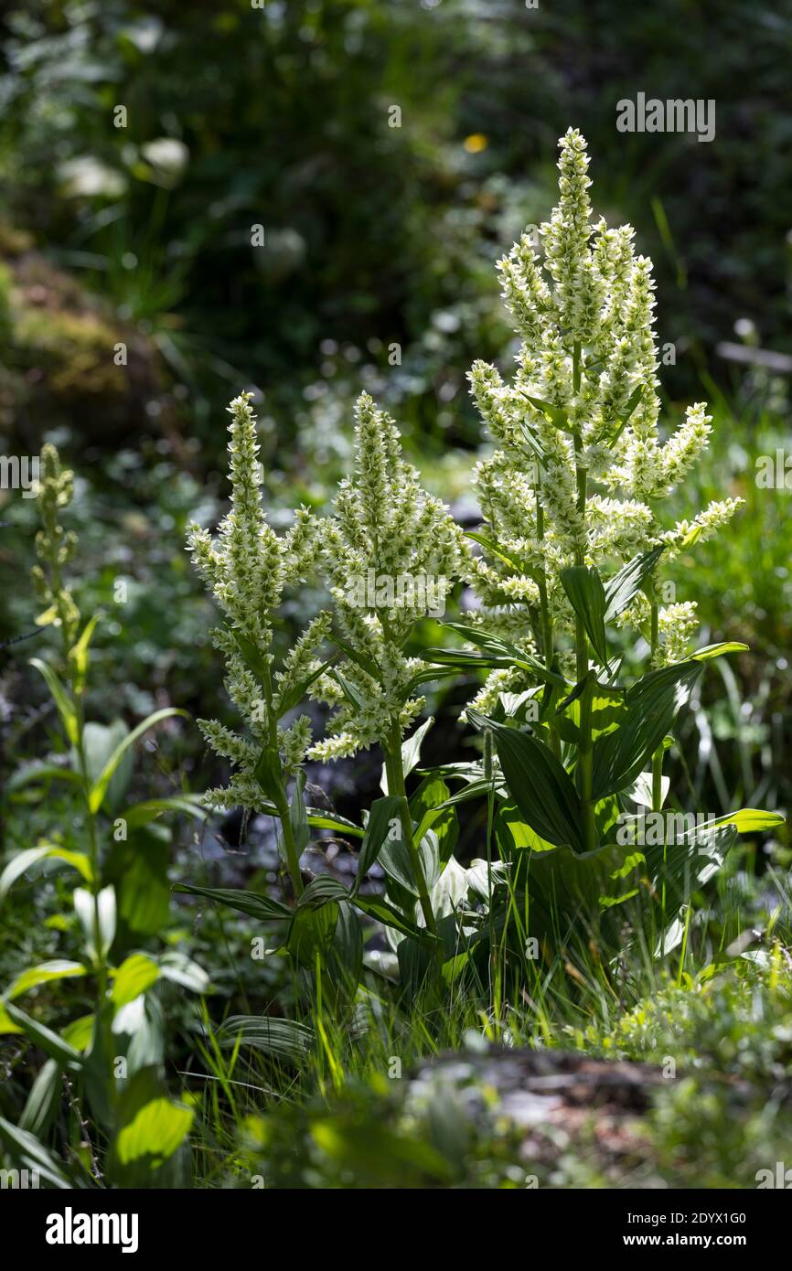 Veratrum album hi-res stock photography and images - Alamy