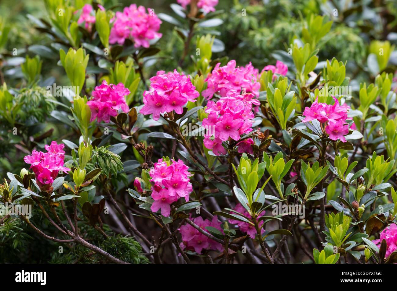 Rostblättrige Alpenrose, Rostrote Alpenrose, Alpenrose, Rostroter ...