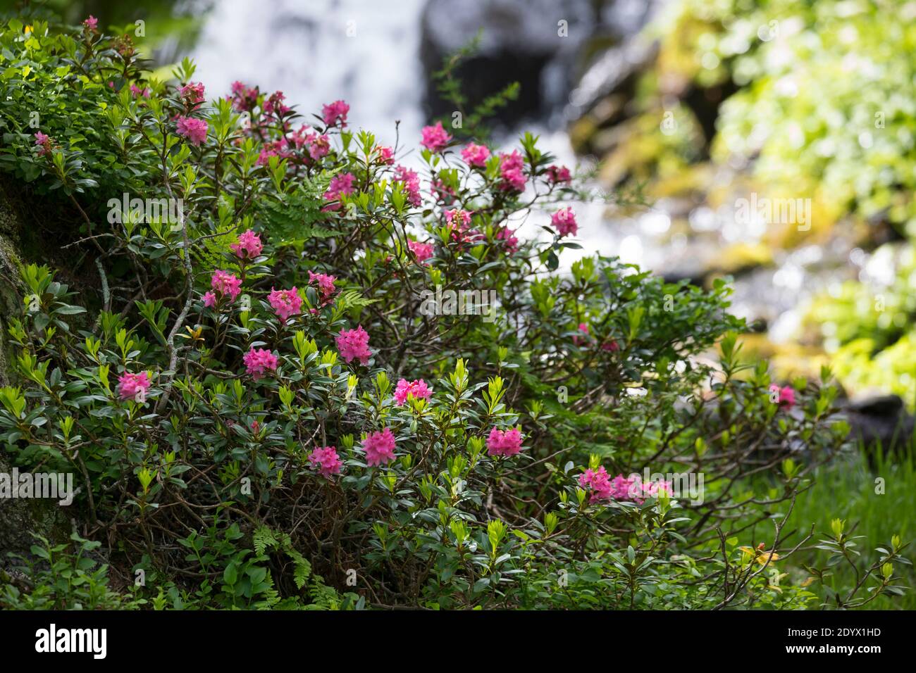 Rostblättrige Alpenrose, Rostrote Alpenrose, Alpenrose, Rostroter ...