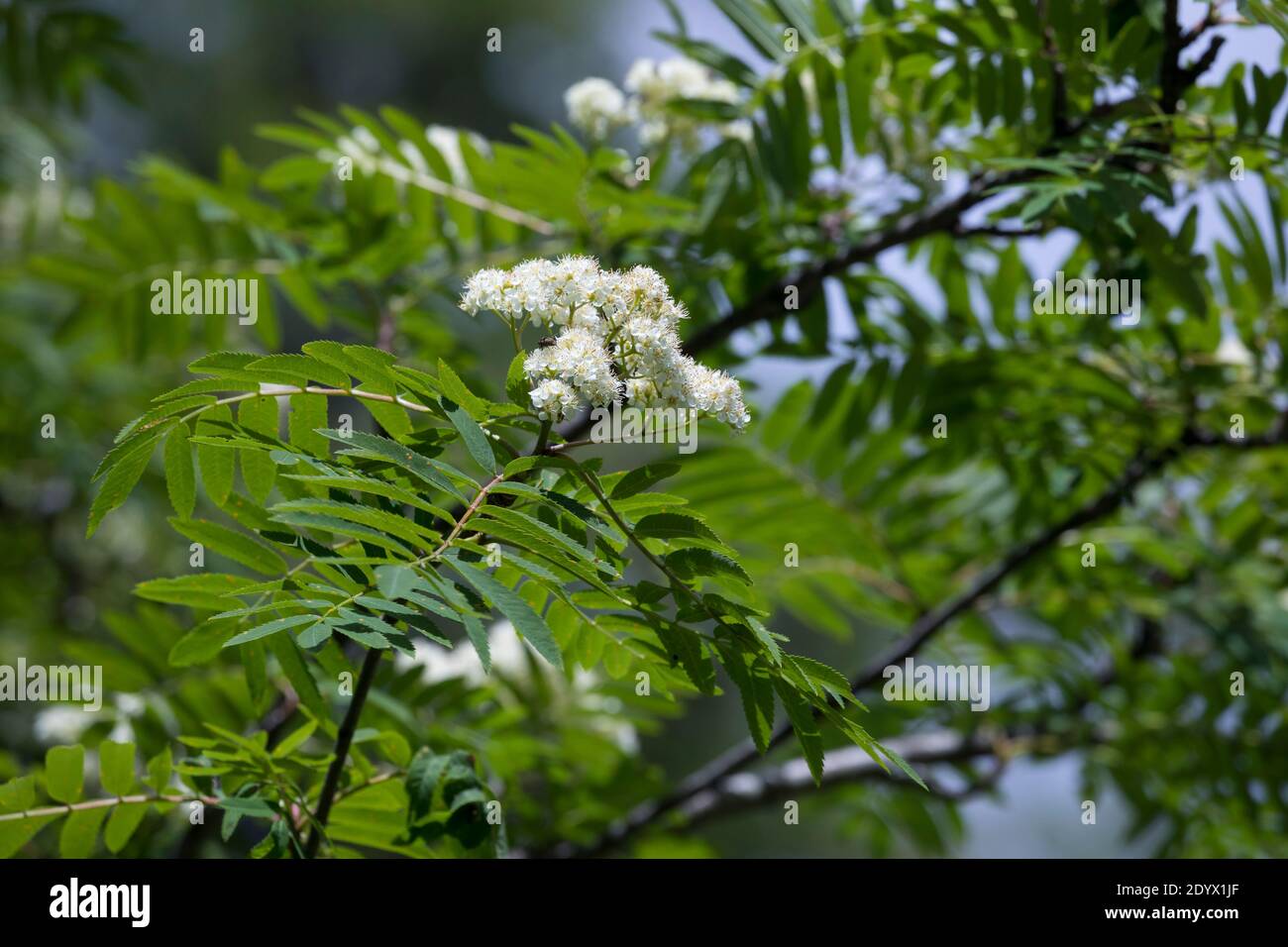 Vogelbeere, Eberesche, Blüten, blühend, Vogel-Beere, Vogelbeerbaum ...