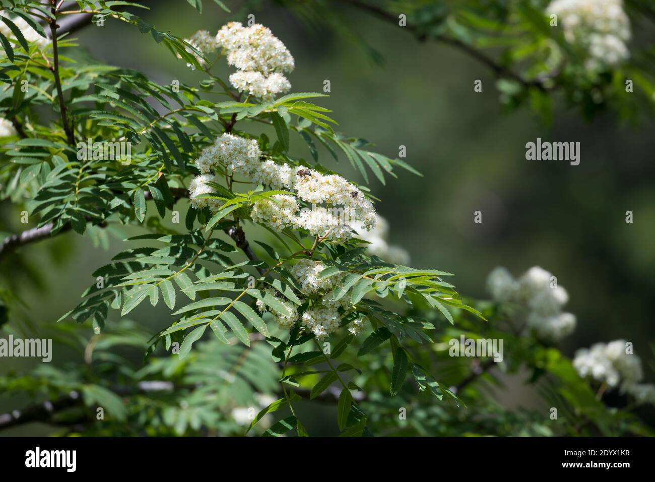 Vogelbeere, Eberesche, Blüten, blühend, Vogel-Beere, Vogelbeerbaum ...