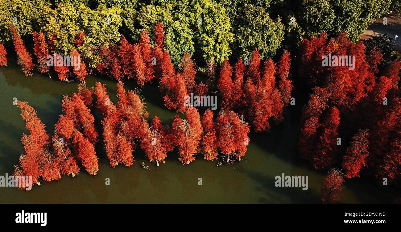 Alamy best redwoods hi-res stock photography and images - Alamy