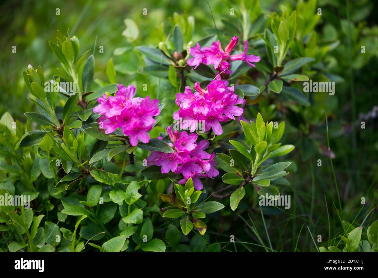 Rostblättrige Alpenrose, Rostrote Alpenrose, Alpenrose, Rostroter ...