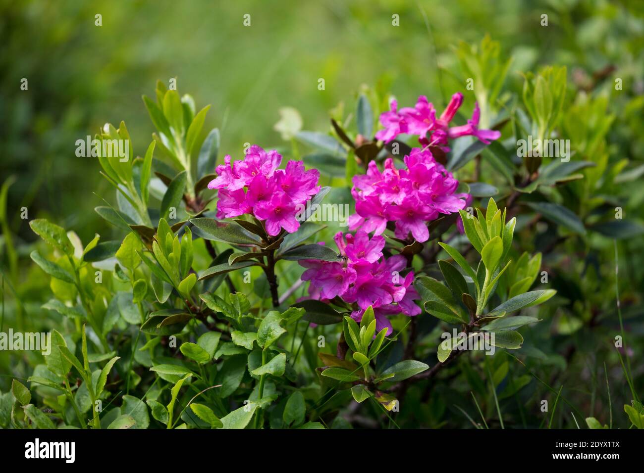 Rostblättrige Alpenrose, Rostrote Alpenrose, Alpenrose, Rostroter ...
