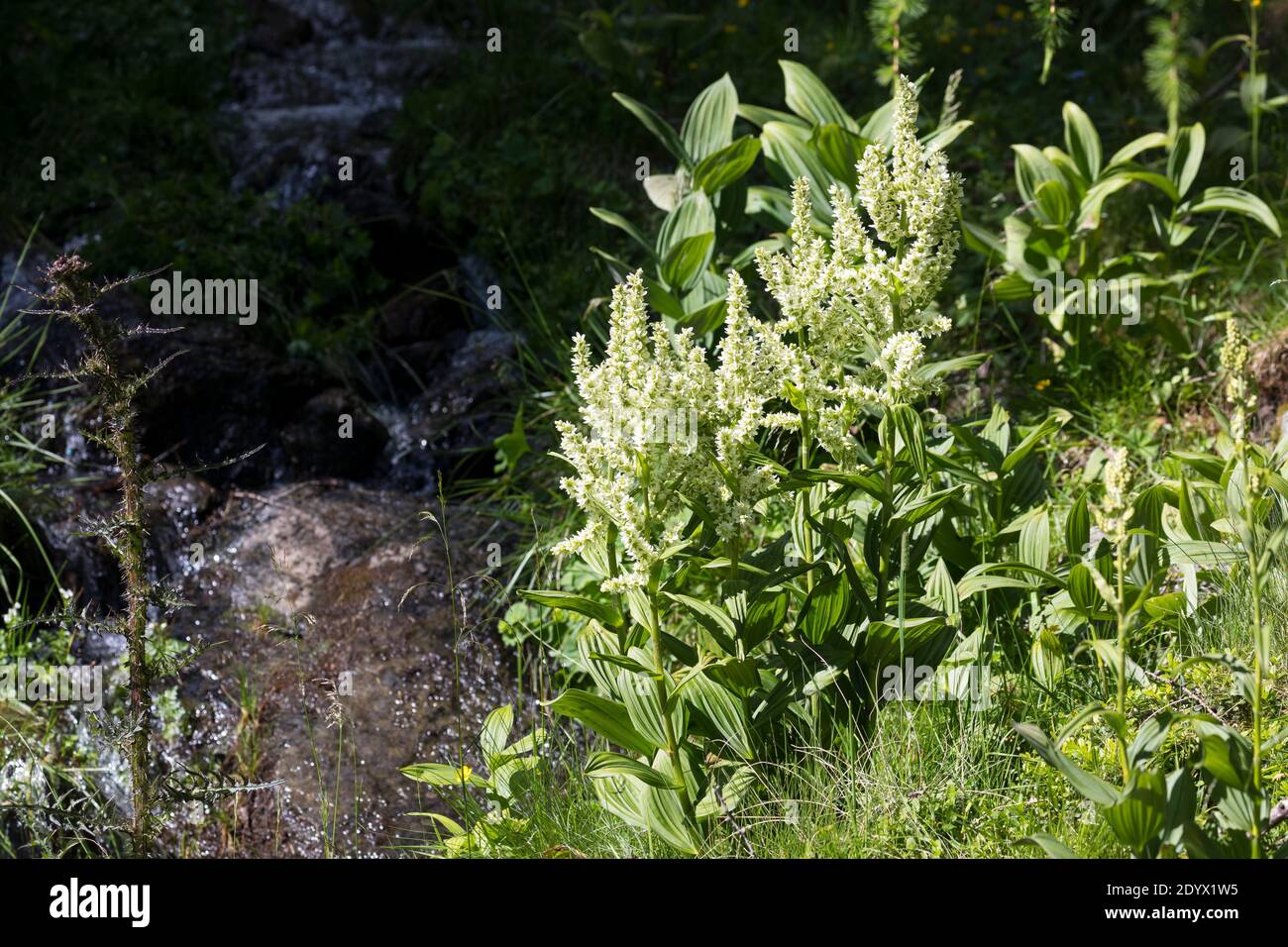 White Hellebore Veratrum Album Poisonous High Resolution Stock ...