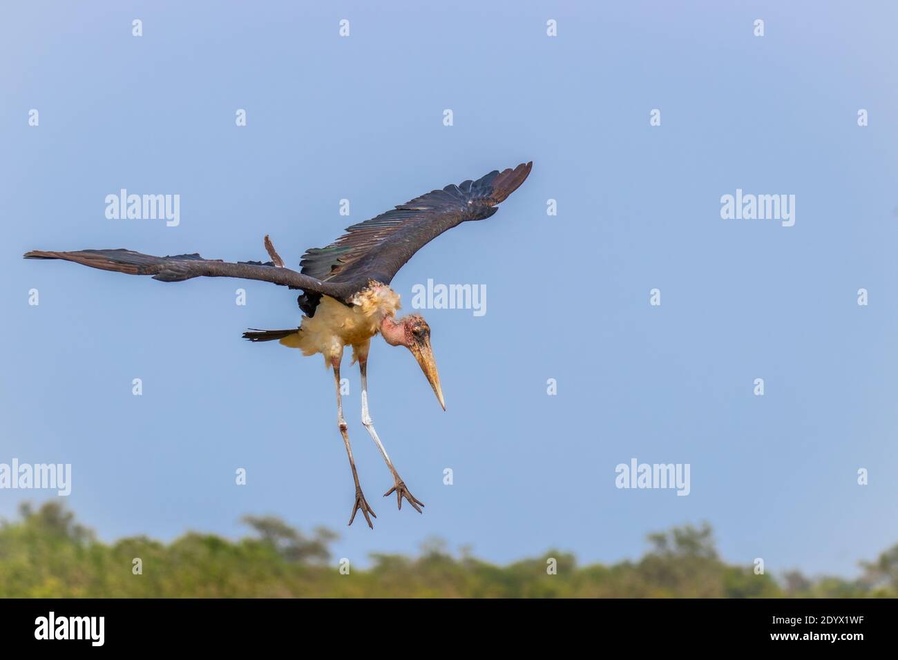 Marabou stork flight hi-res stock photography and images - Alamy