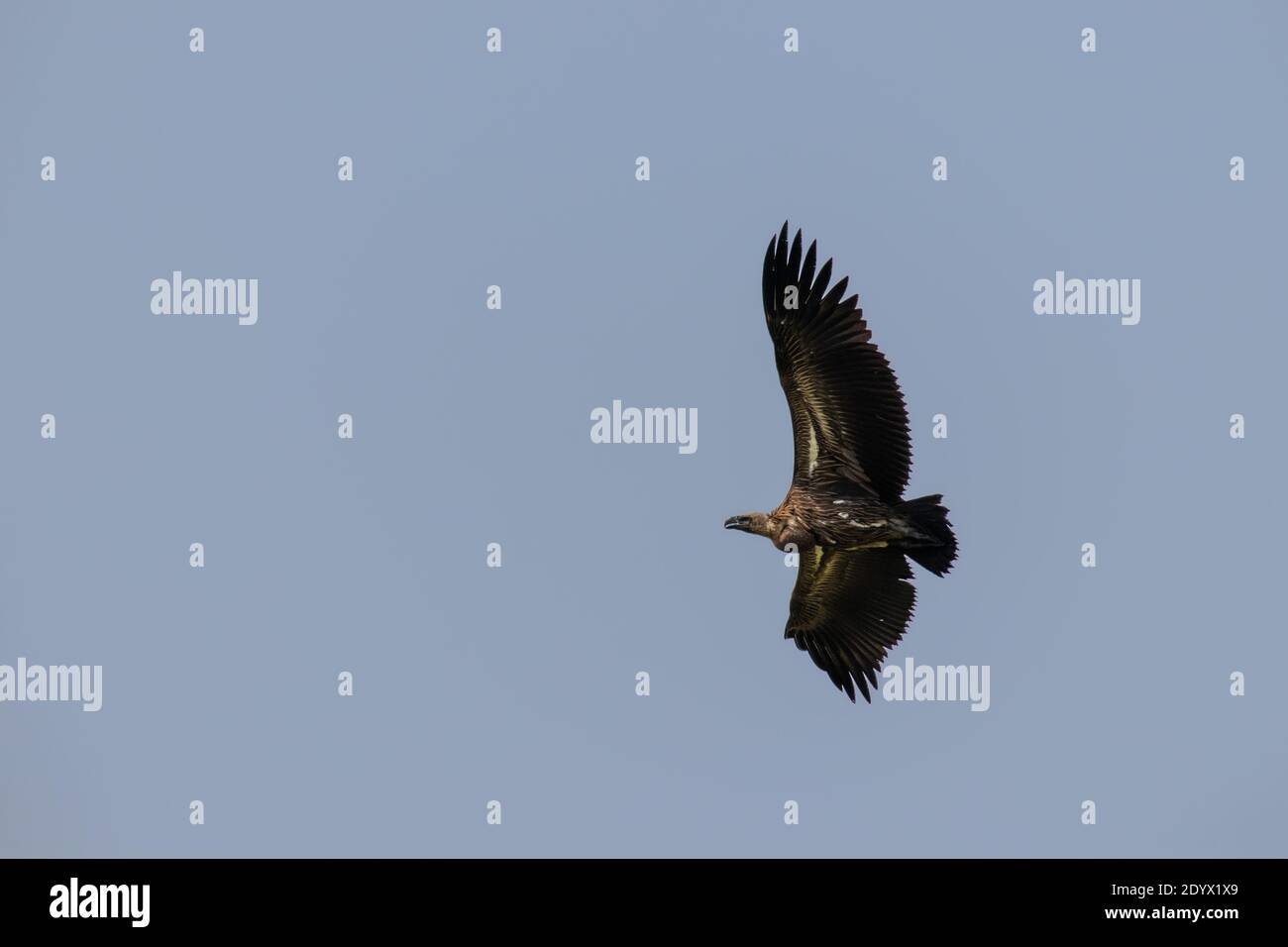 White-backed vulture (Gyps africanus) flying, Lake Mburo National Park ...