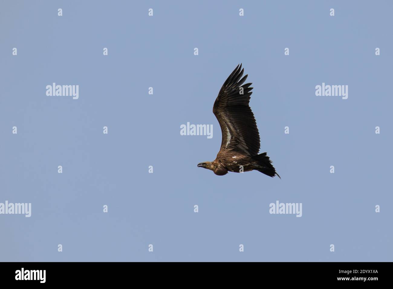 White Backed Vulture Flying High Resolution Stock Photography and ...