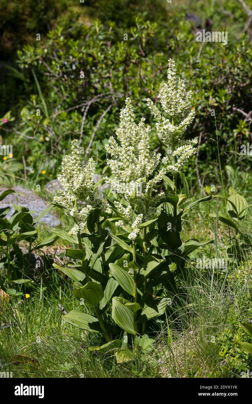 Veratrum album hi-res stock photography and images - Alamy