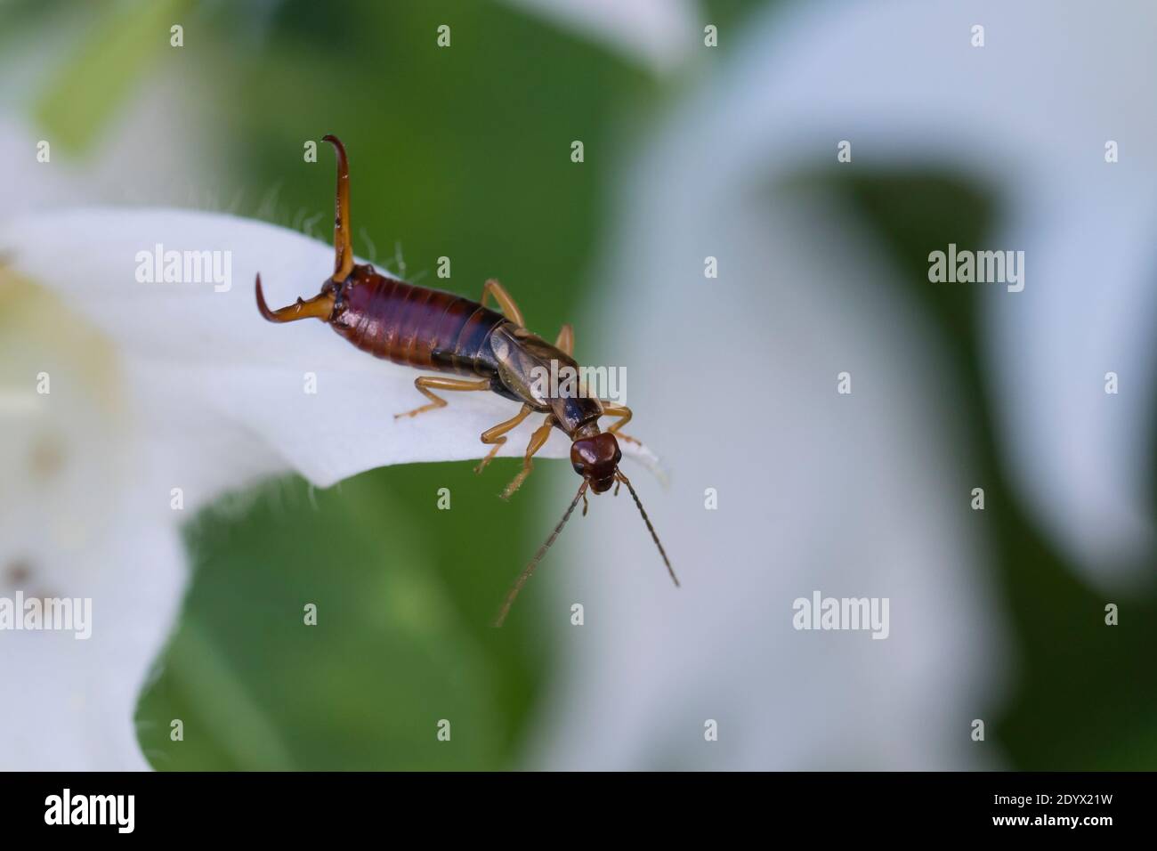 Common earwig european earwig forficula hi-res stock photography and ...