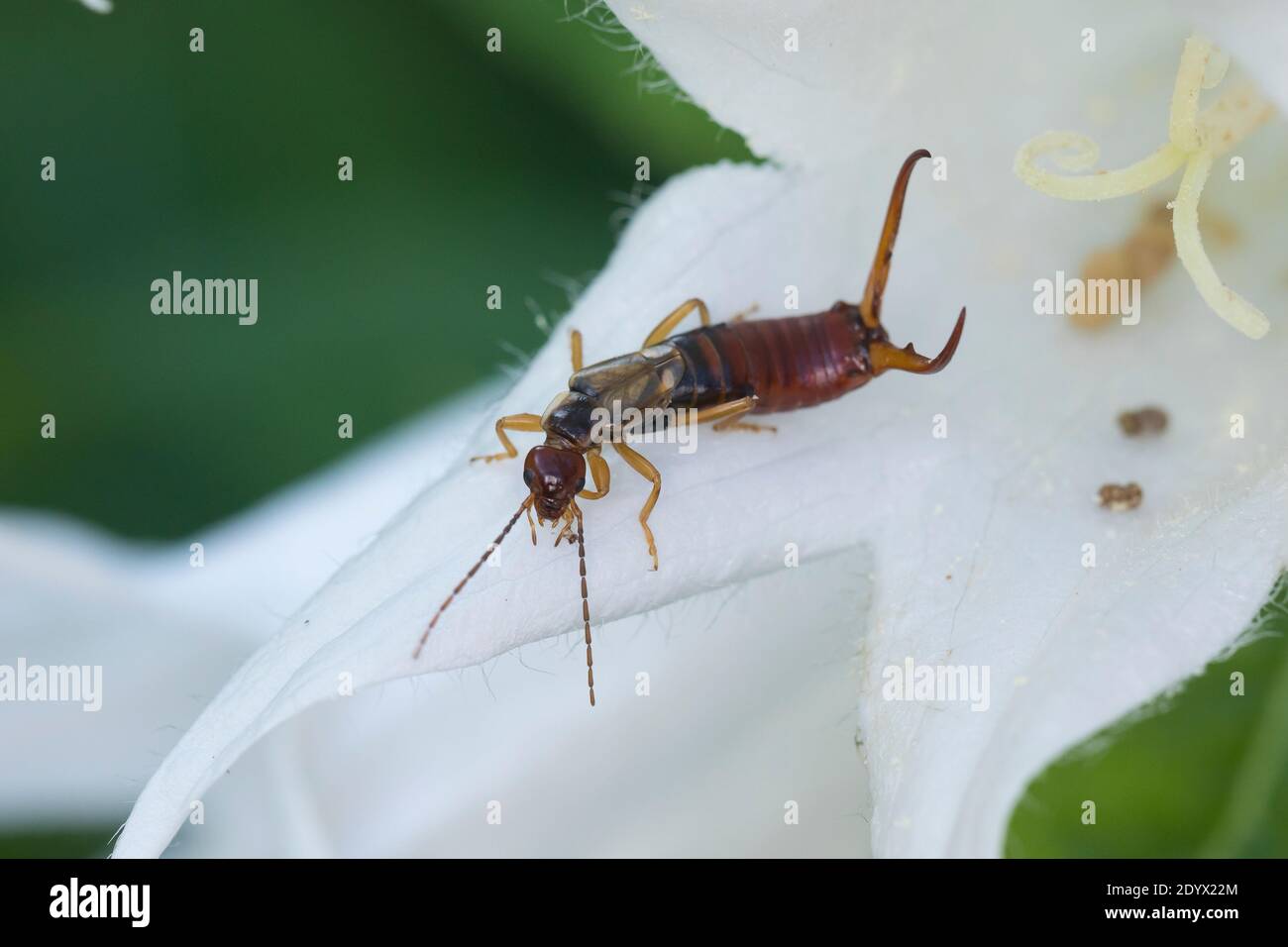 Common earwig european earwig forficula hi-res stock photography and ...