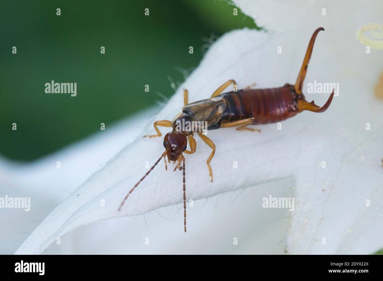 Ohrenkriecher hi-res stock photography and images - Alamy