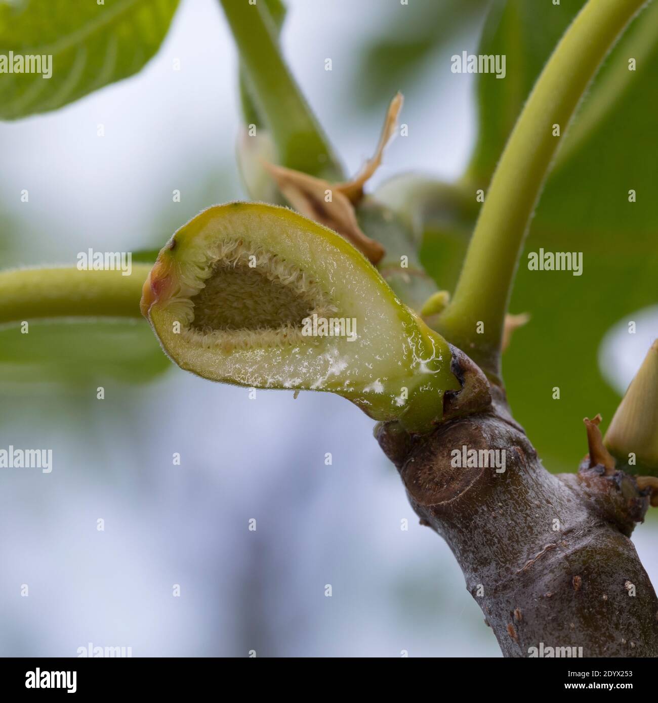 Feigenbaum hi-res stock photography and images - Alamy