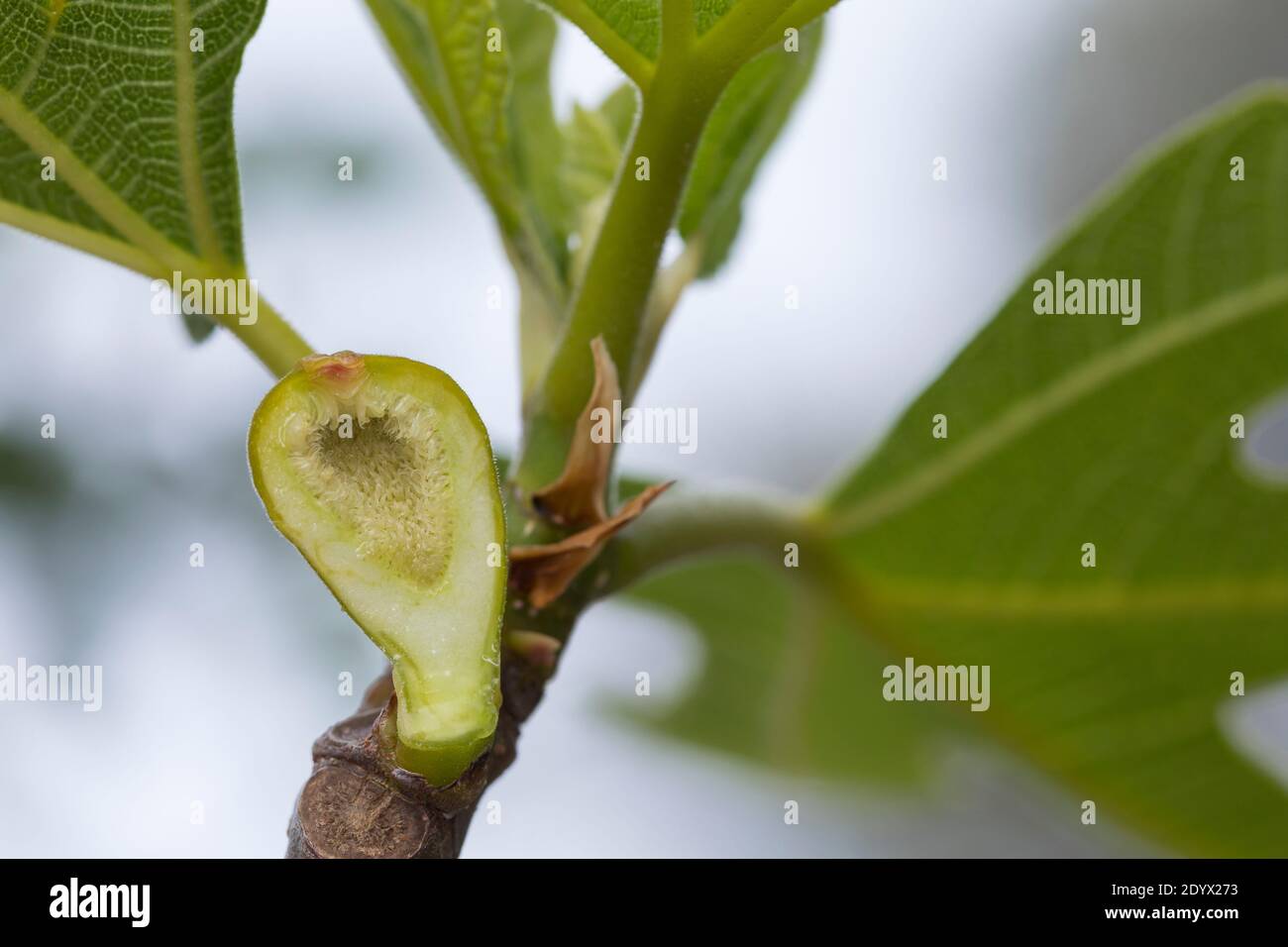 Feigenbaum hi-res stock photography and images - Alamy