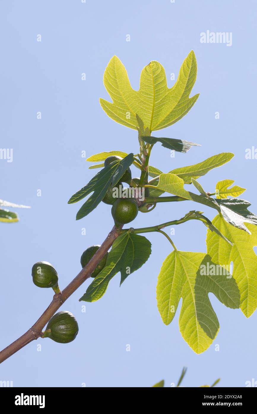 Feige, Echte Feige, Feigen, Feigenbaum, Feigenblüte, Feigenblüten ...