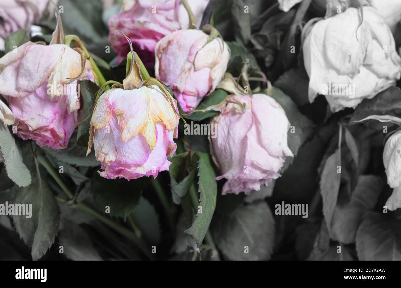 Dry rose flowers, ready for the trash bin Stock Photo - Alamy