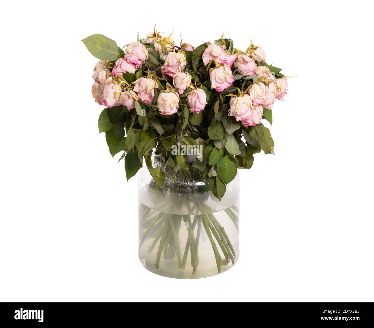 Beautiful bin Cut Out Stock Images & Pictures - Alamy