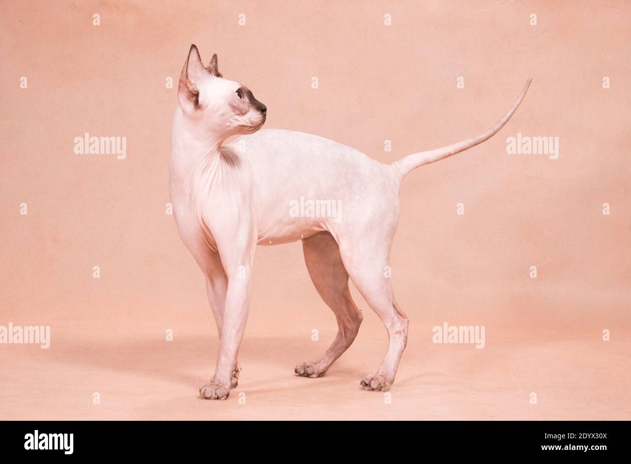 Hairless sphynx cat standing with stretched tail on beige background in ...