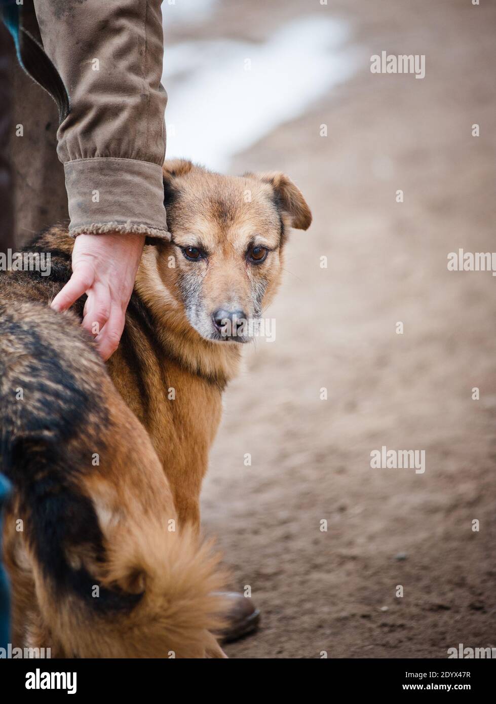 Sad human and dog hi-res stock photography and images - Alamy