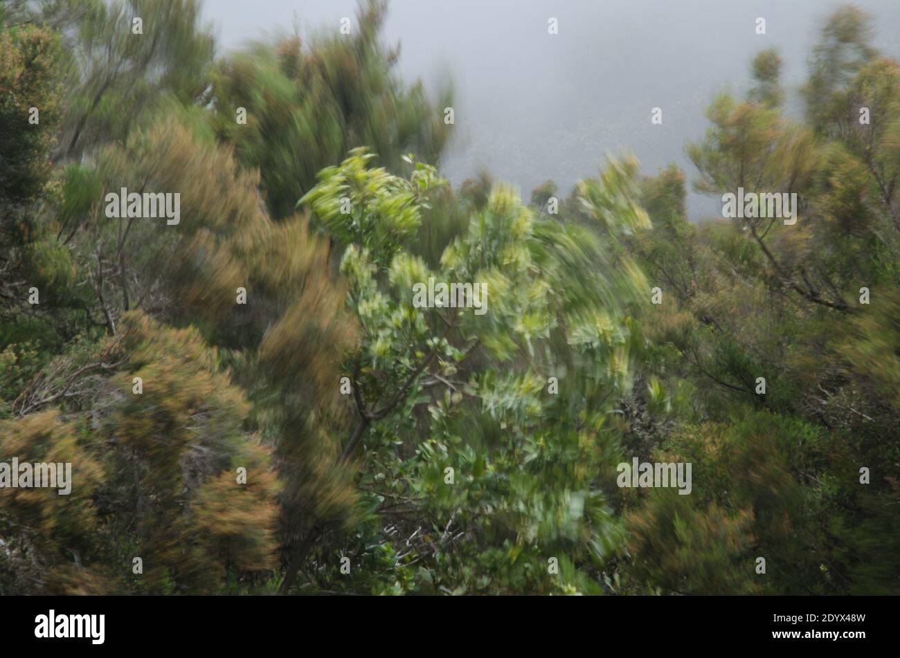 Myrica-Erica shrub forest moved by the wind. Garajonay National Park ...