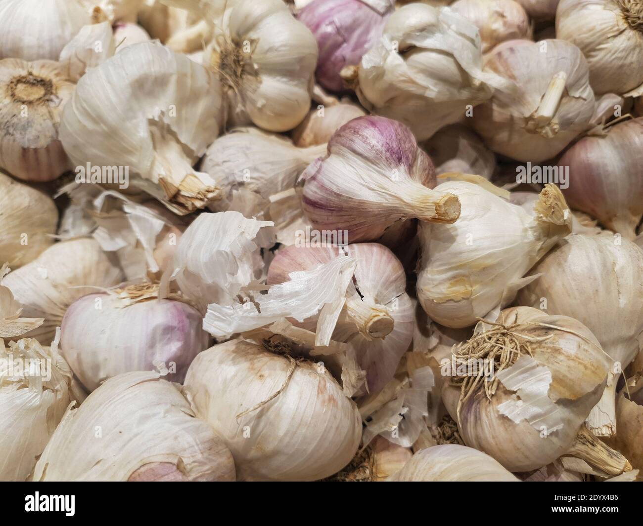 organic garlic in the store. natural, ecological garlic closeup Stock ...