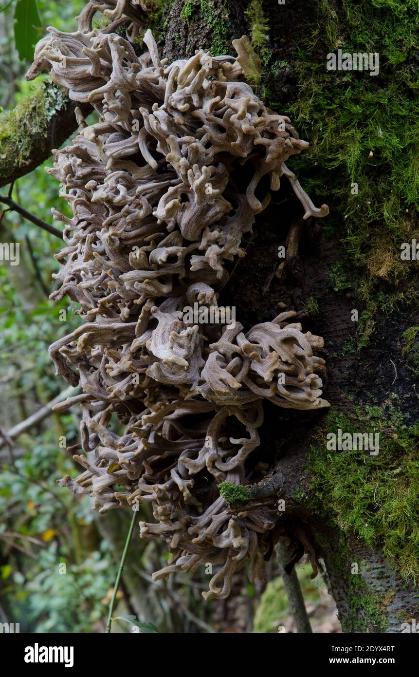 Galls due to the parasite fungus Laurobasidium lauri on a Laurus ...