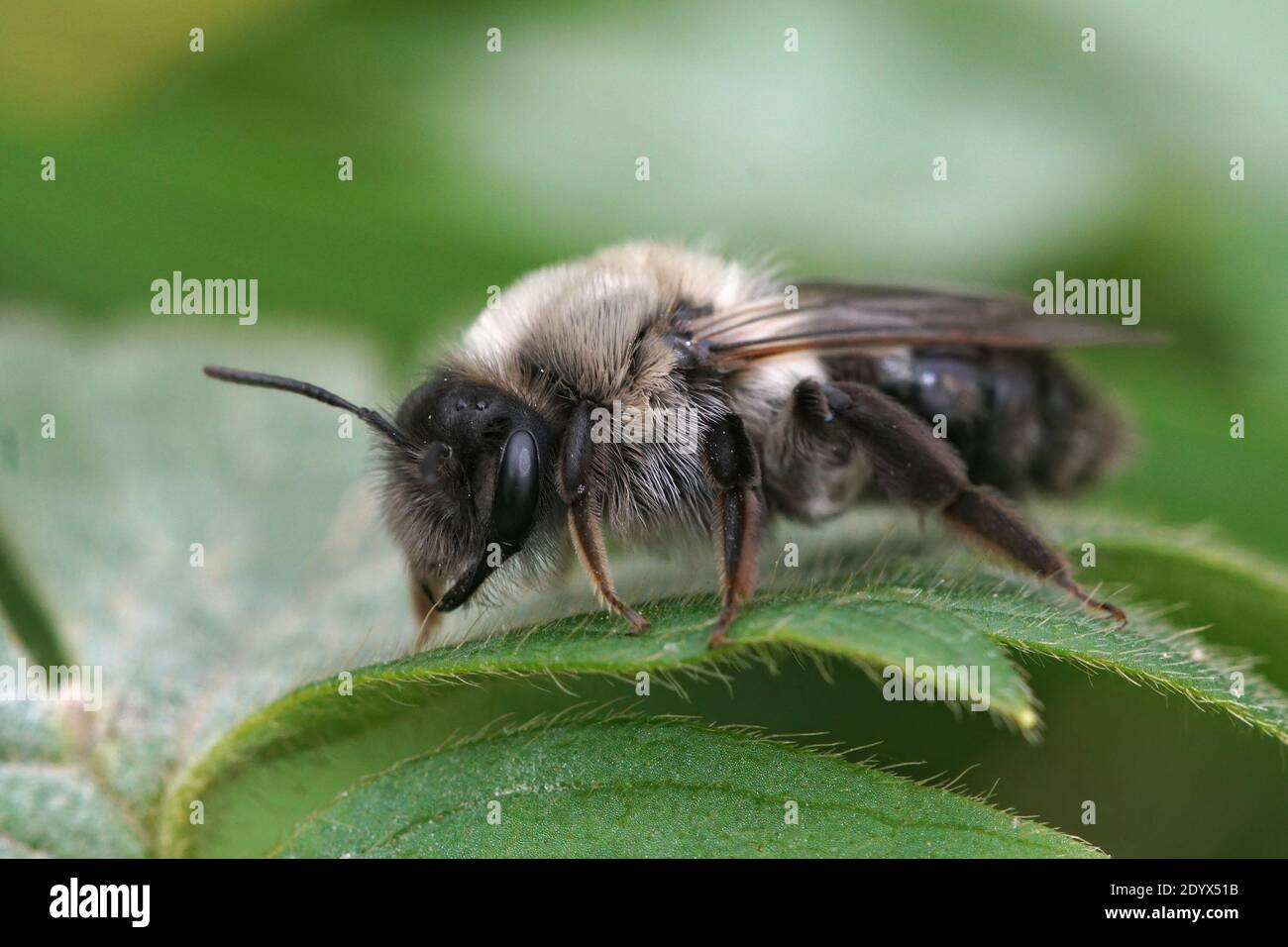 Grey mining bee on green leaf hi-res stock photography and images - Alamy