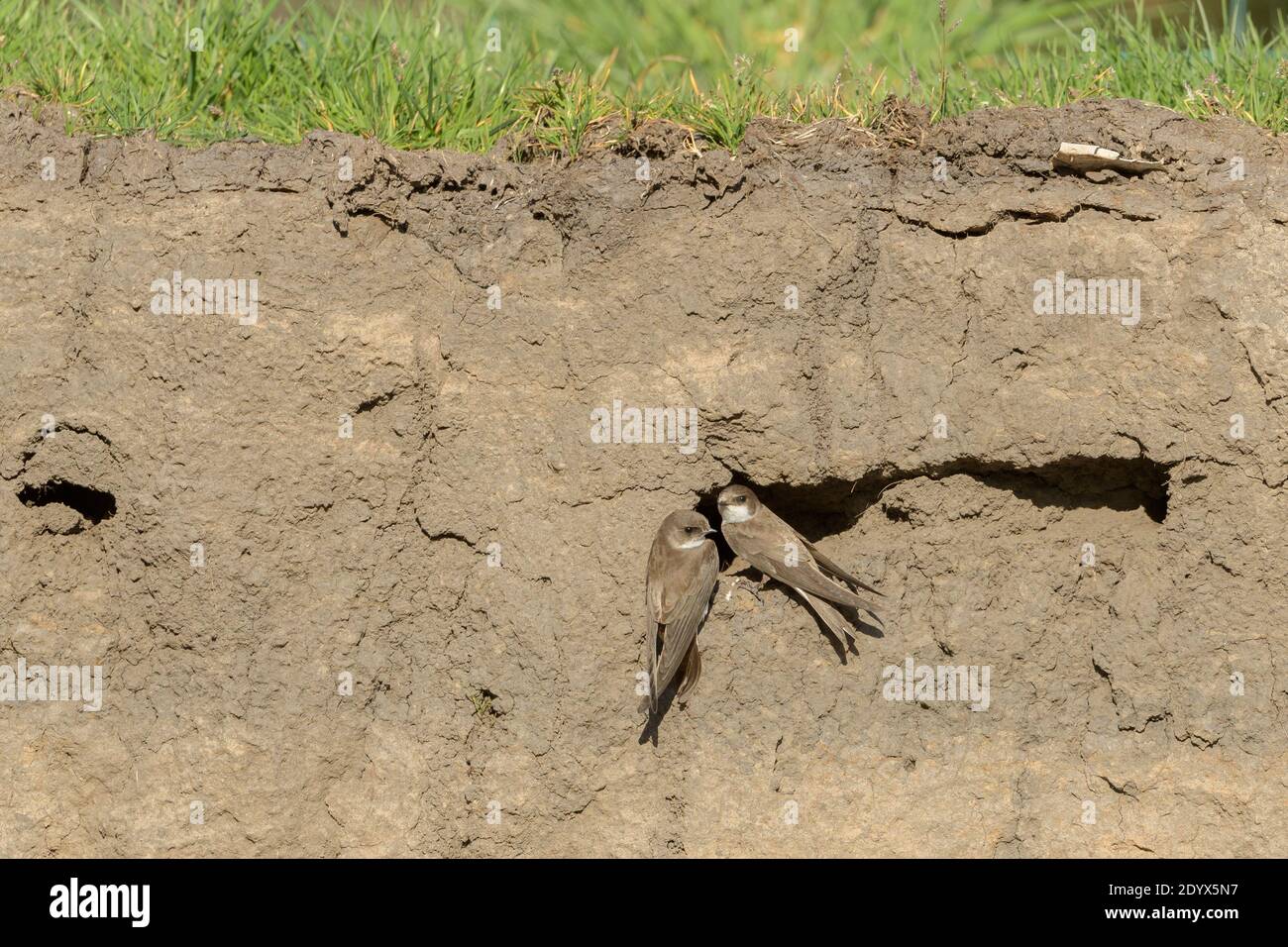 Sand martins (Riparia riparia) River Tame, Reddish Vale Country Park ...