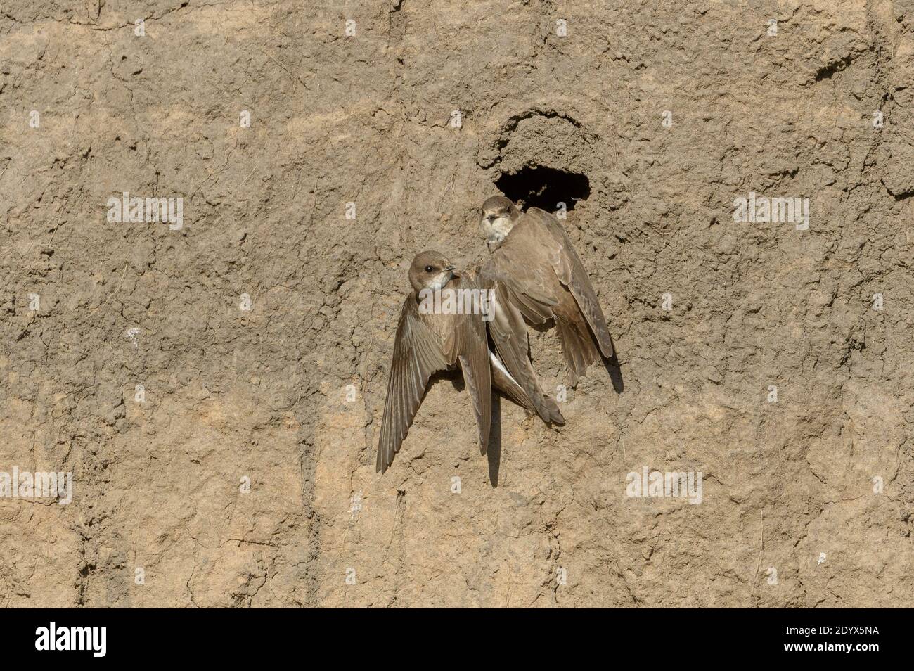 Sand martins (Riparia riparia) River Tame, Reddish Vale Country Park ...