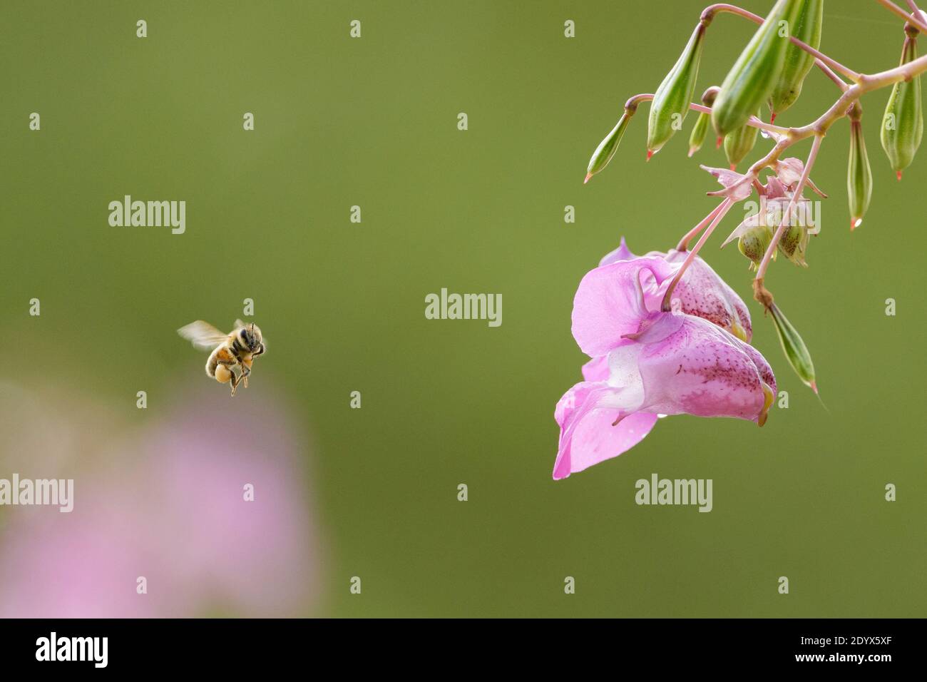 Honey bee (Apis mellifera) collecting pollen from Himalayan balsam ...