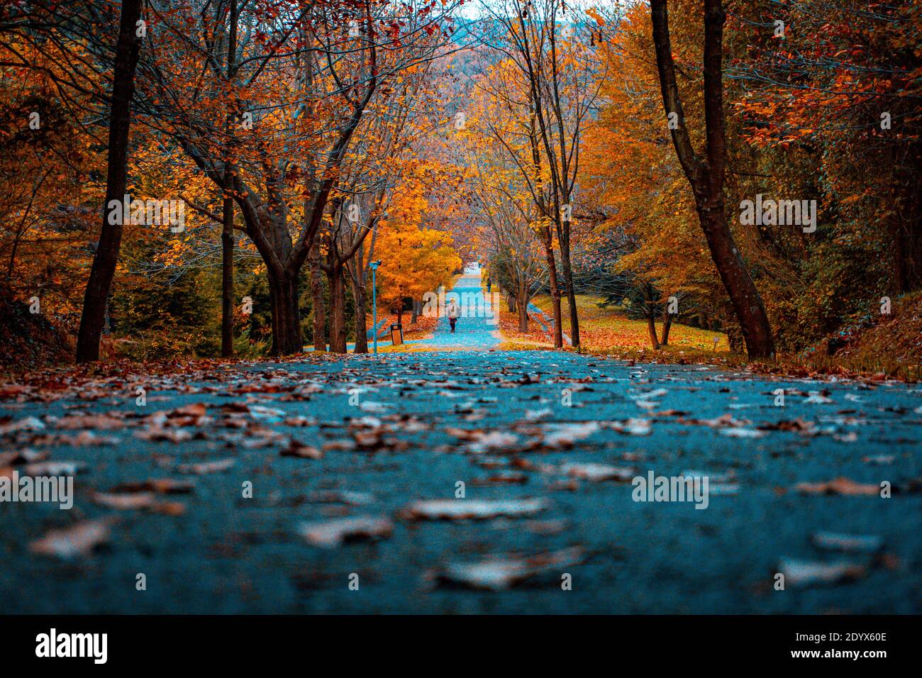 Autumn forest at Atatürk Arboretum, İstanbul Stock Photo - Alamy