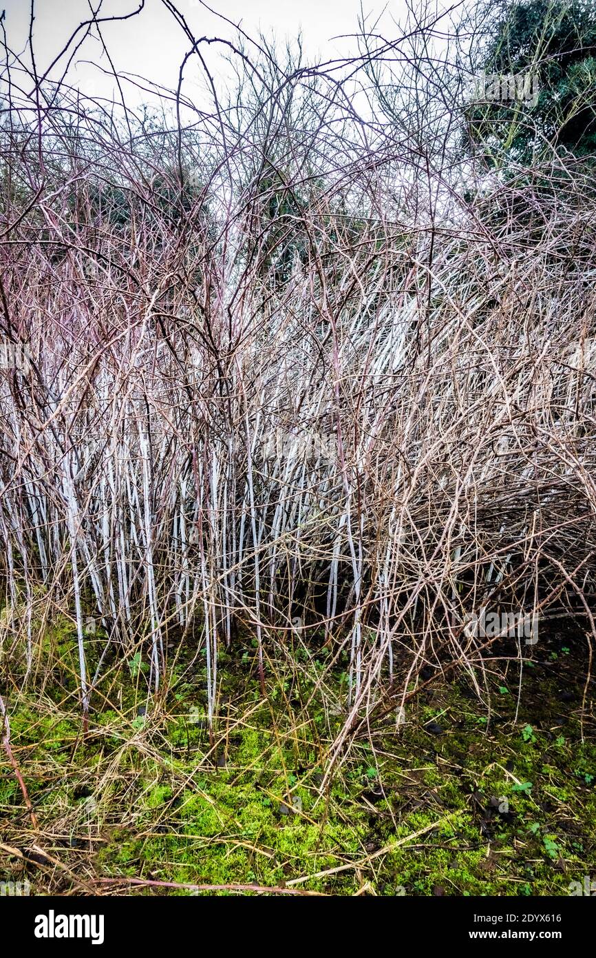 Overgrown With Brambles High Resolution Stock Photography and Images ...
