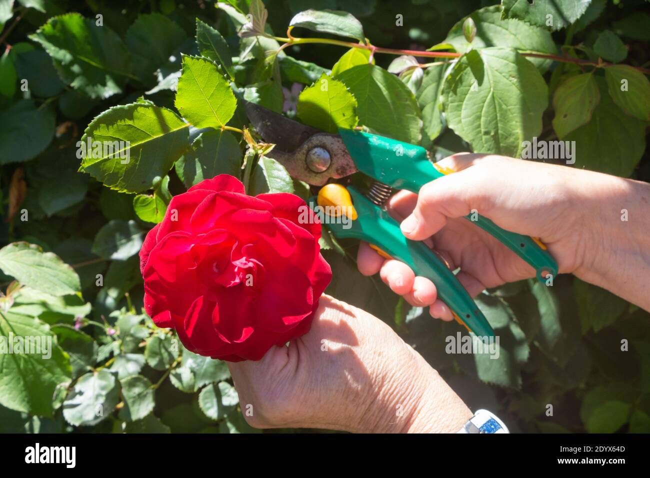 To cut a rose in a garden with secateurs Stock Photo - Alamy