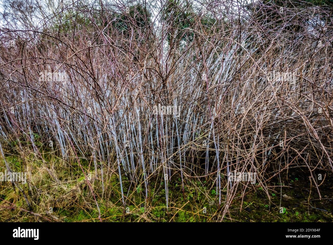 Brambles shimmering silver colour in woodland Stock Photo - Alamy