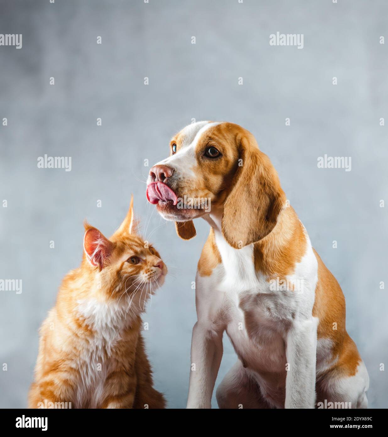Concept: two ginger pets. Maine coon kitten and english beagle sitting ...