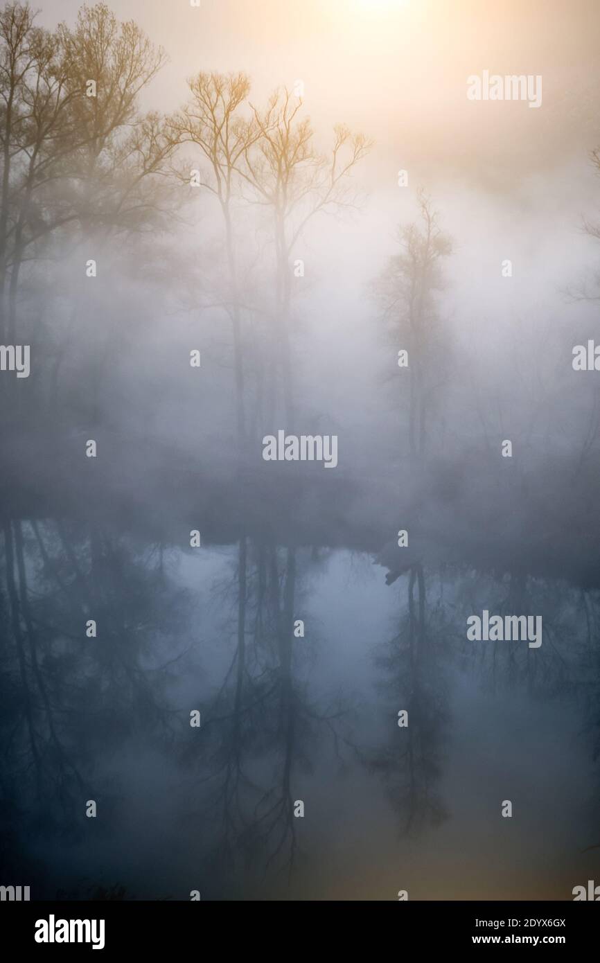Autumn trees near river hidden in dense mist Stock Photo - Alamy