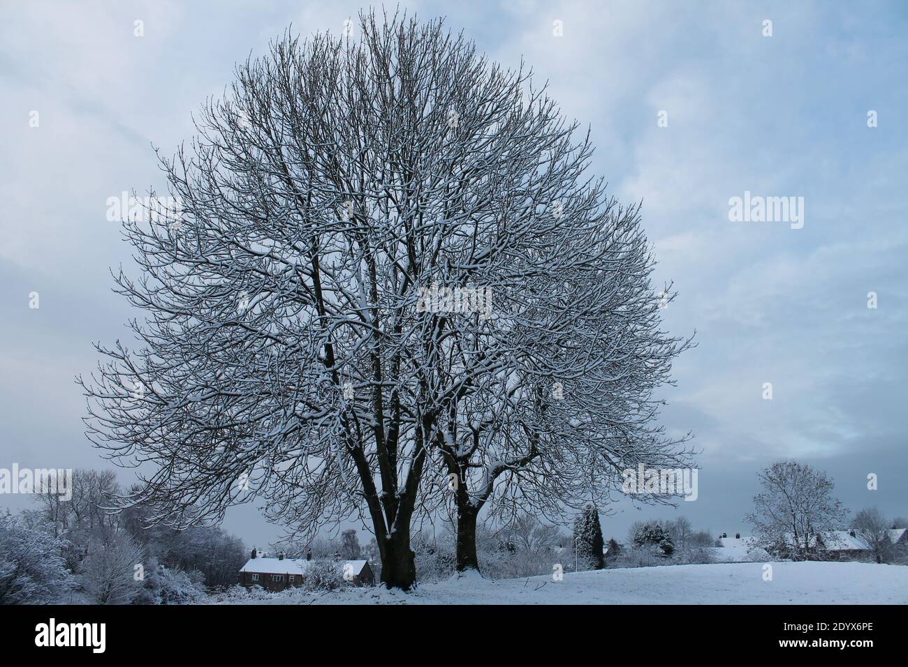 Beautiful large ash tree hi-res stock photography and images - Alamy